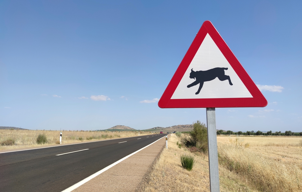 Motorcycle Accidents Caused By Animal Collisions